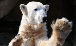 Knut autopsy ‘most in-depth’ in animal world