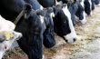 Flatulent cows start fire with massage machine