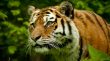 Escaped ‘tiger’ on the loose near Paris