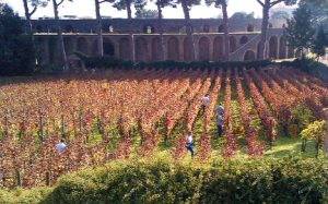 How Pompeii brought ancient Roman wine back to life