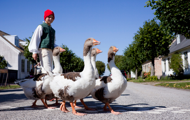 Why the duck do some Swedes feast on goose blood in November?