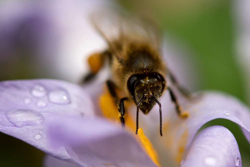 IN PICS: 7 signs spring has already sprung in Germany