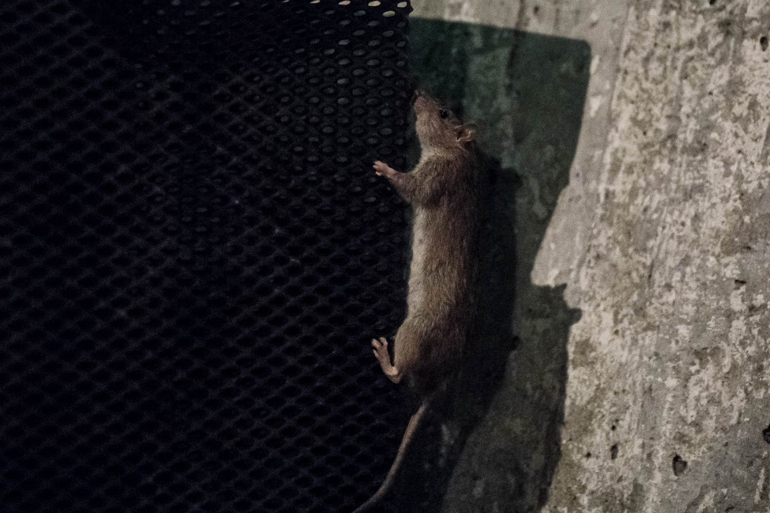 Gothenburg fighting ‘increasing’ rat attacks