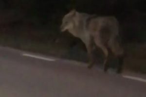WATCH: Swede films a wolf running alongside his car