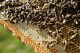 Can a ‘bee friendly zone’ help save Stockholm’s pollinators?