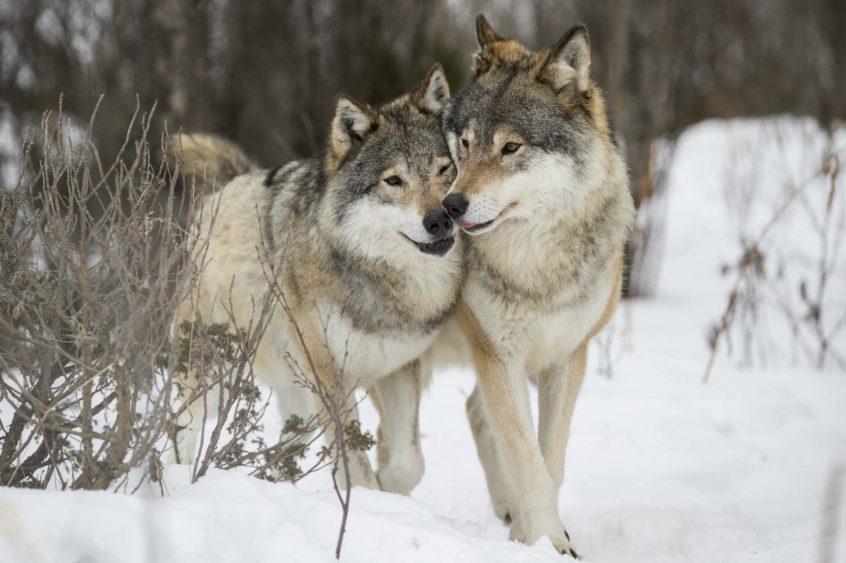 Wolf spotted on outskirts of Danish city
