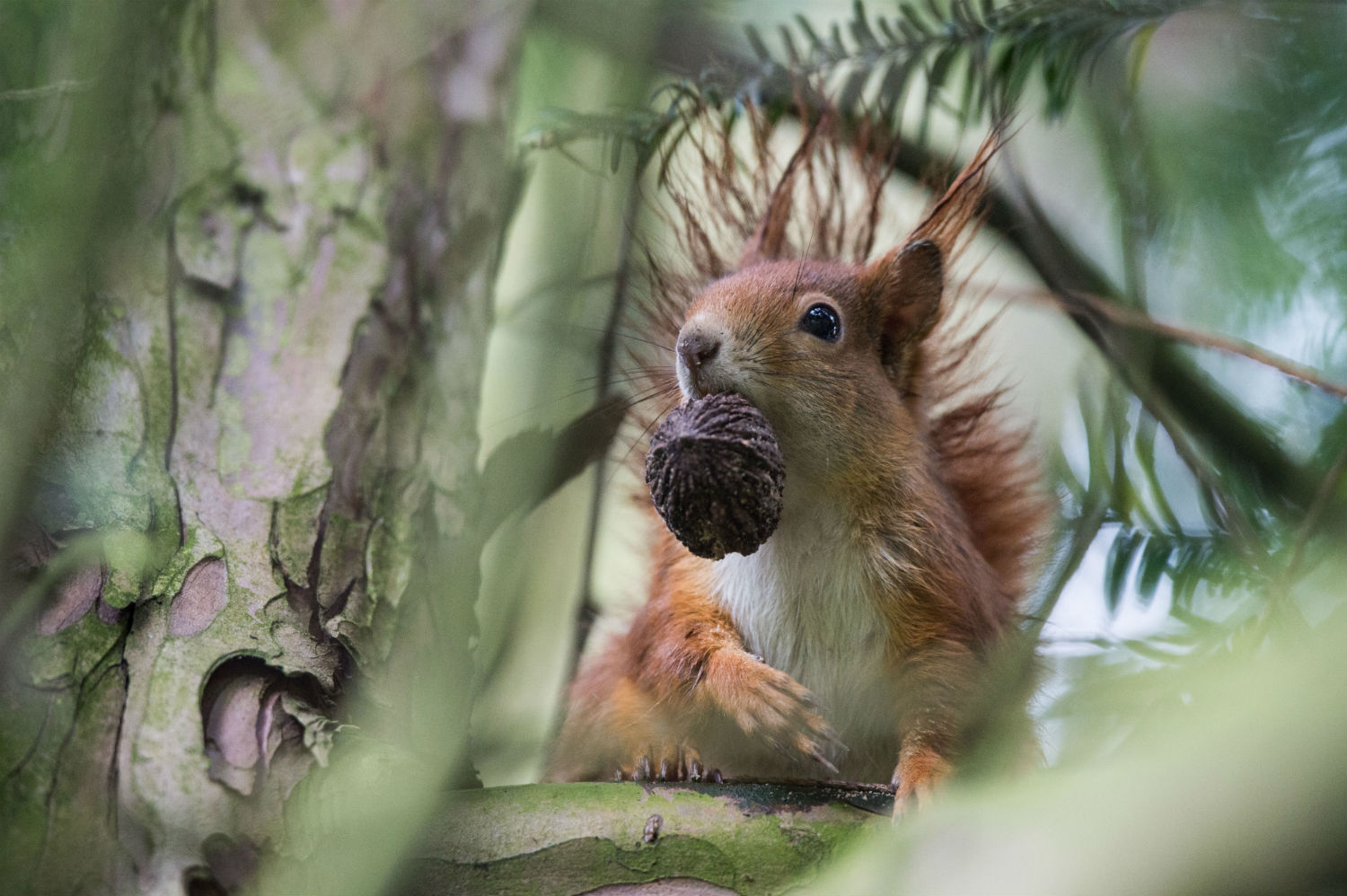 Police intervene as notorious neo-Nazi goes on squirrel-killing spree