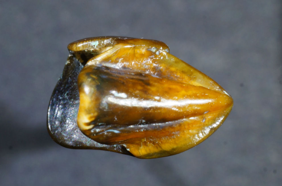 9.7 million-year-old ape teeth found in Germany open debate about human ...