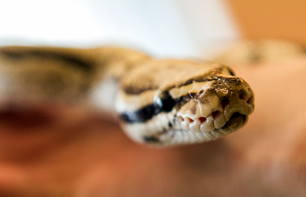 Drunk man with python in his pants sent to sobering-up cell