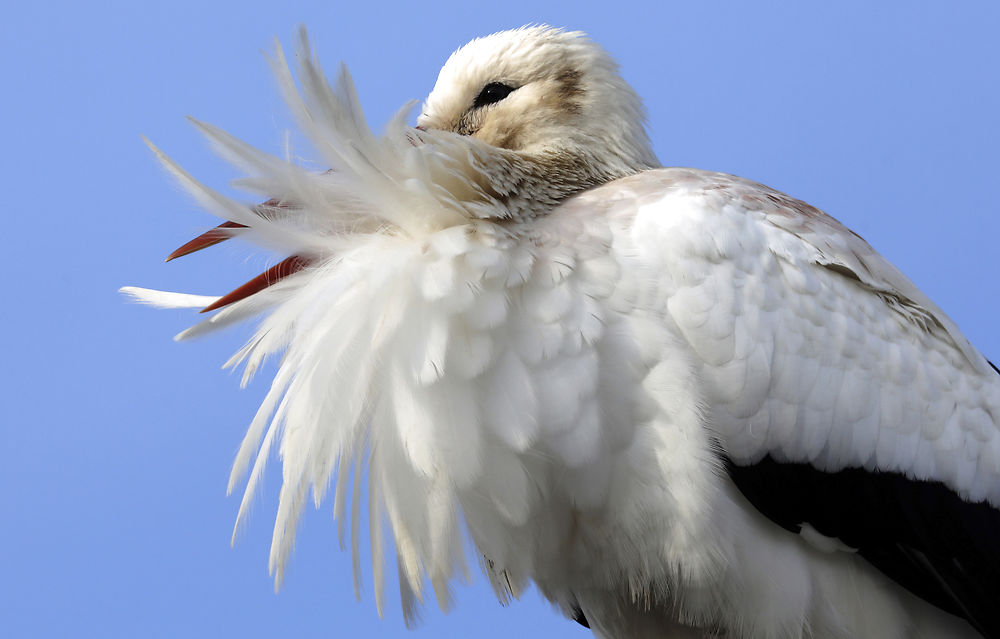 Springtime? First stork of the year lands in Denmark