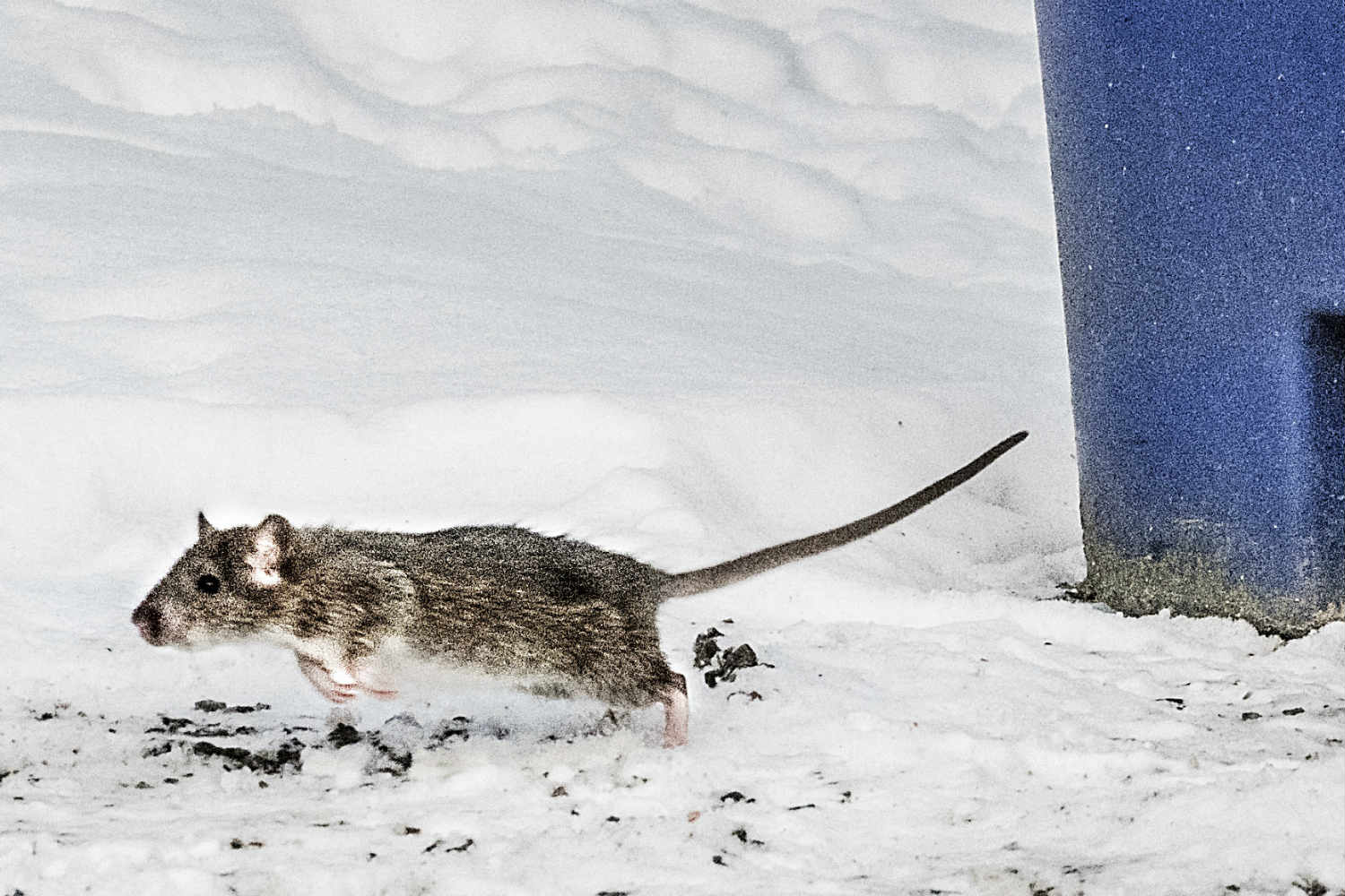 Pest control brought in to keep rats away from Swedish hospital entrance