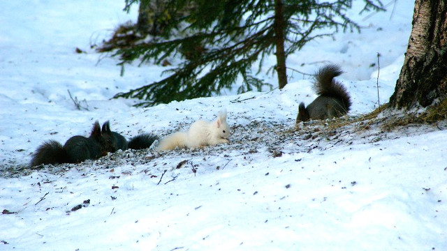 Rare white squirrel photographed in Sweden