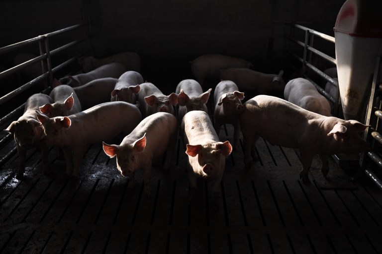 Accusations of cruelty at Italian farms that supply Parma ham pigs