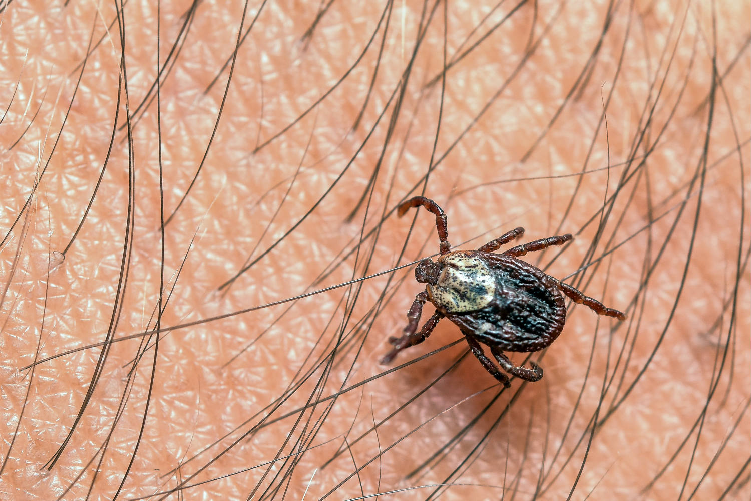 Second highest number of tick-borne viruses recorded in Germany last year