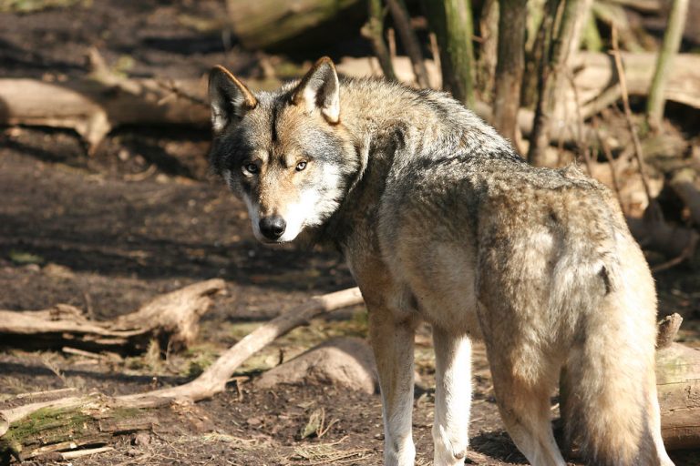Danish zoo director advises against wolf ‘panic measures’