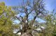 Sweden’s oldest oak tree still stands tall despite health problems