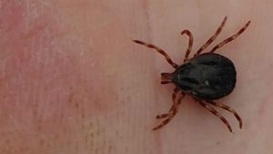 Giant ‘hunter’ tick found in Sweden for first time