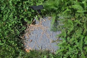 How Stockholm is restoring dignity to the neglected graves of 100 ...