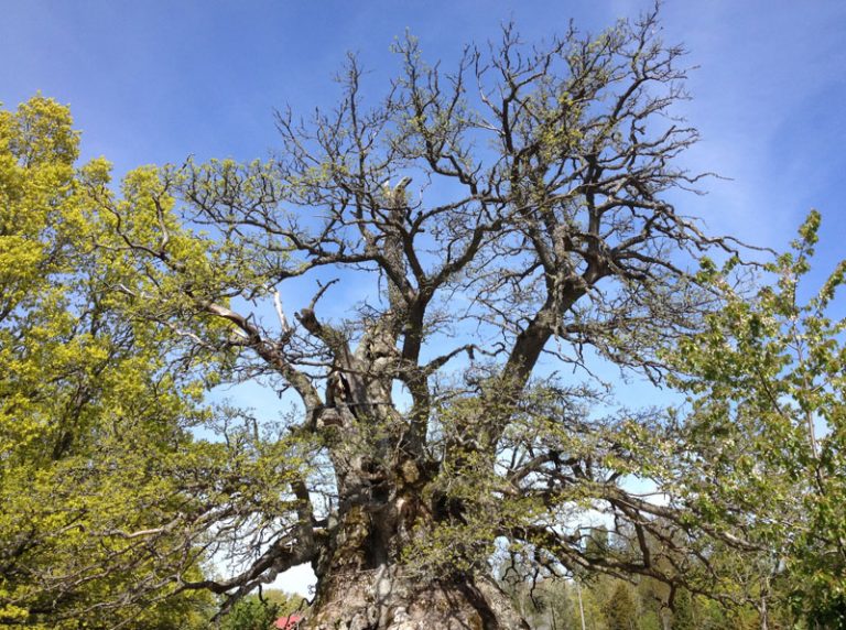 Sweden’s ‘oldest tree’ is on the verge of dying
