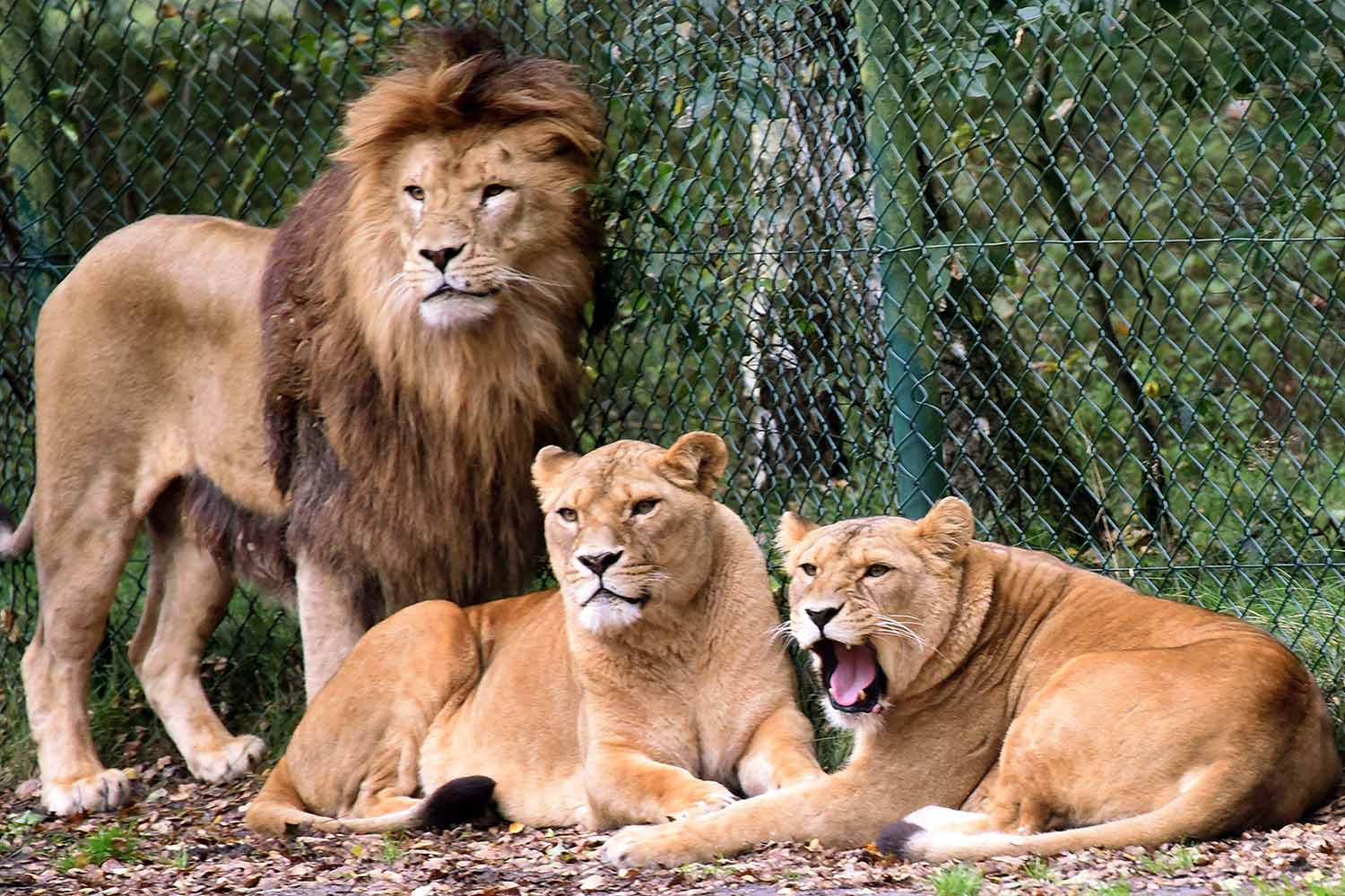 ‘A miracle’: Zookeeper lucky to be alive after lion attack near Hanover
