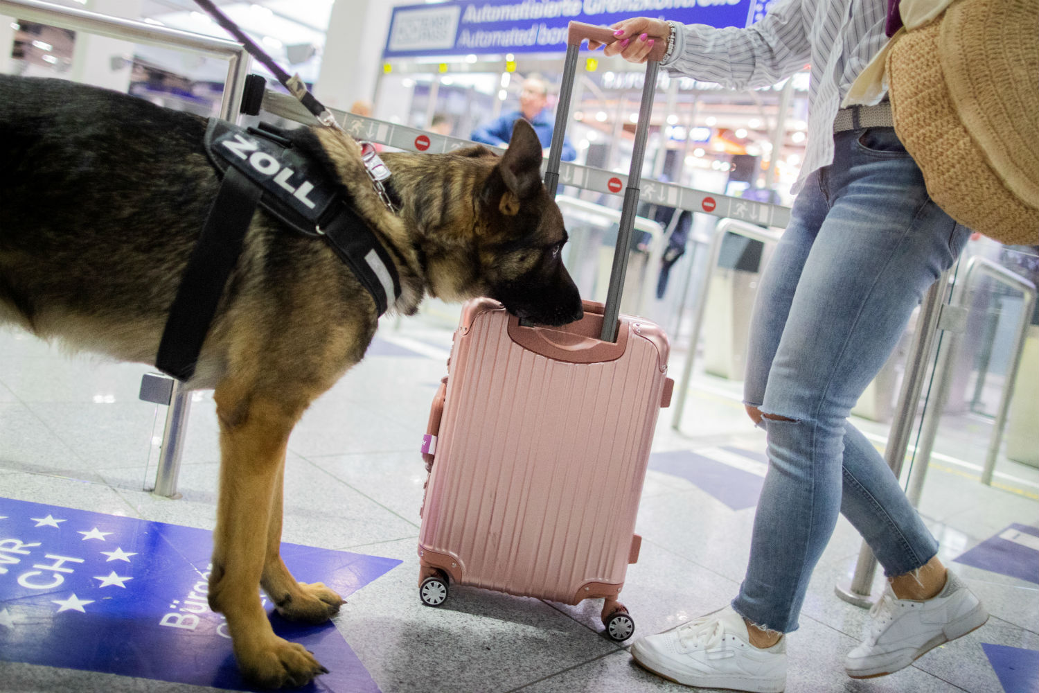 Customs dog sniffs out €1.2 million in cash at Düsseldorf Airport