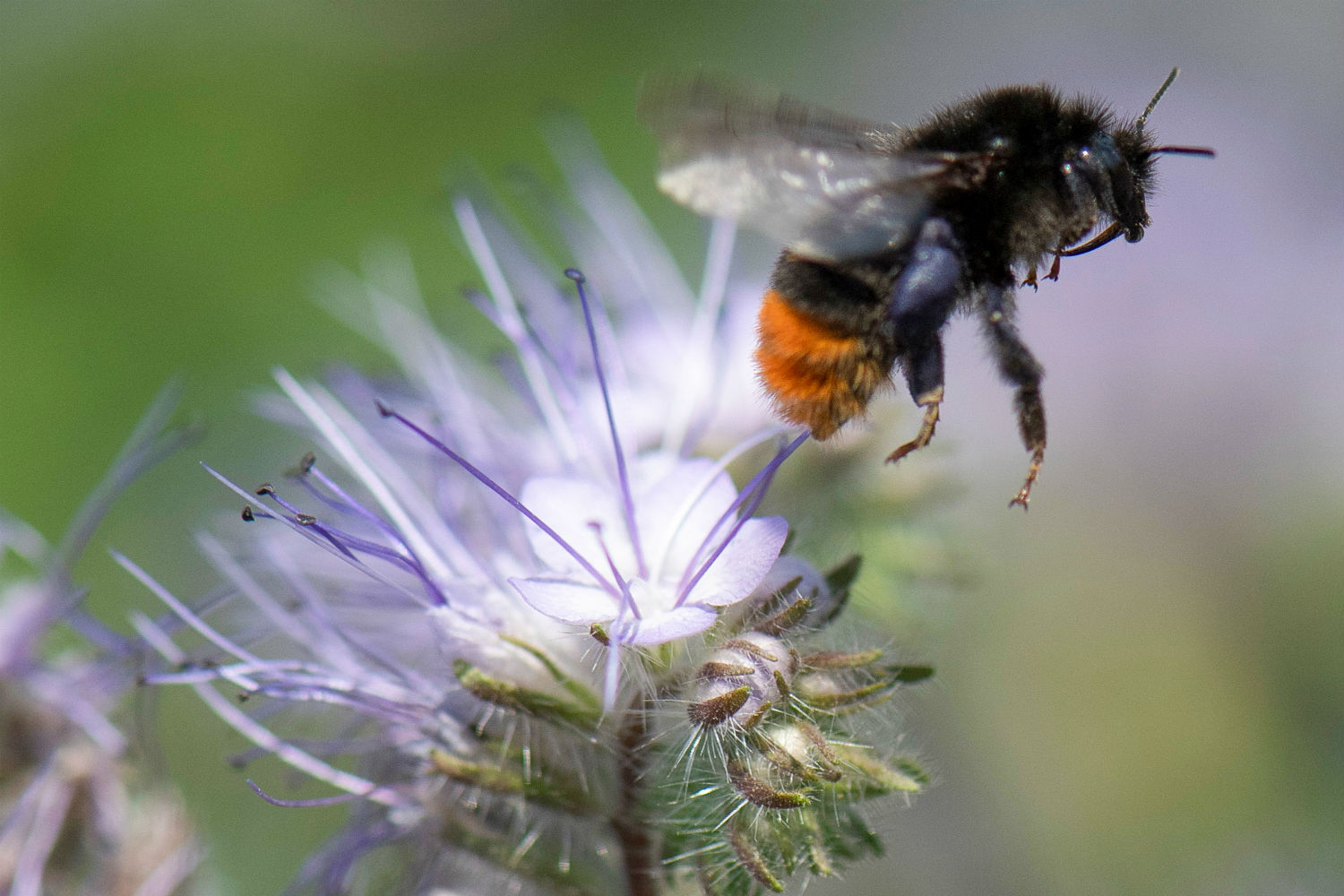 German bug watchers sound alarm to insect apocalypse