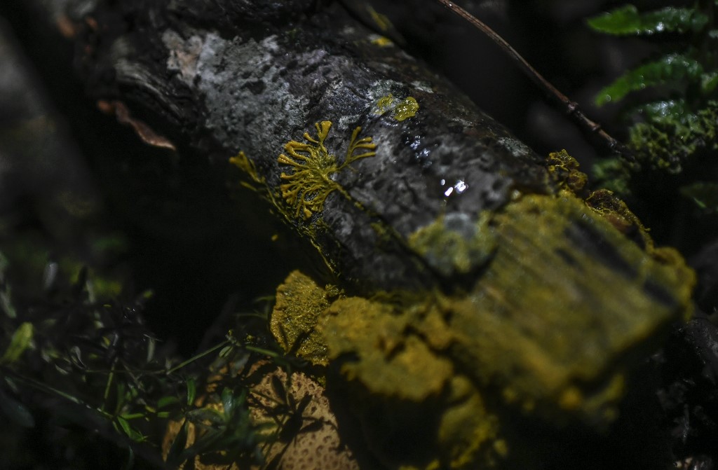 Paris zoo unveils ‘the blob’ – no mouth, eyes or limbs but 720 sex organs