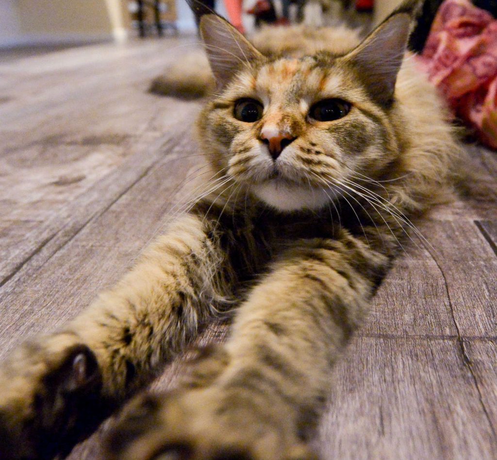 German words you need to know: Der Stubentiger