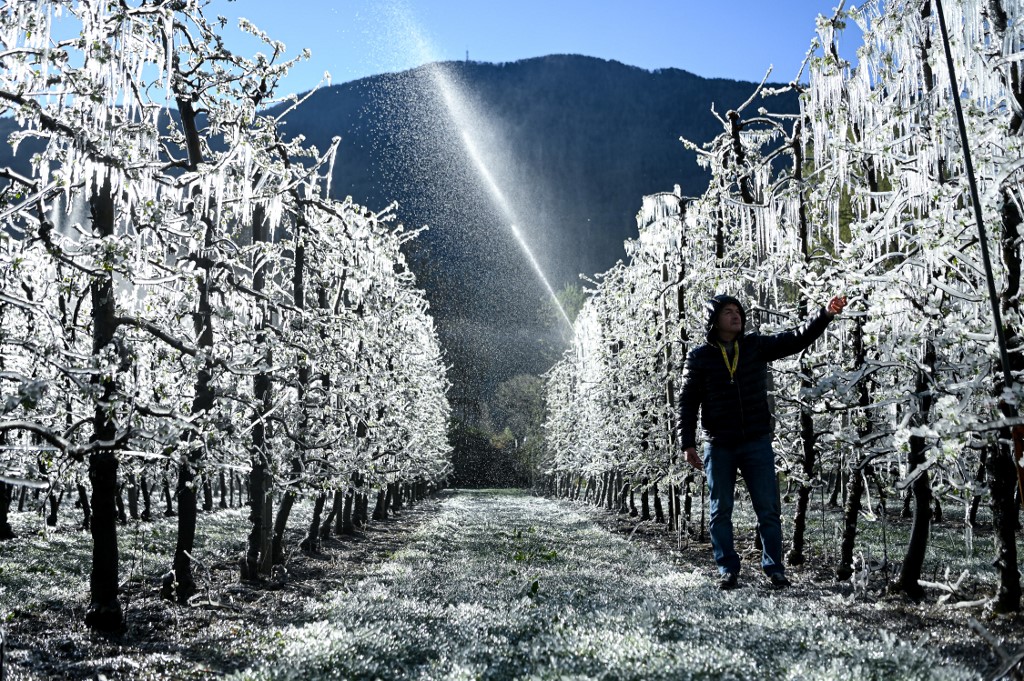IN PHOTOS: Why Italian farms are freezing fruit trees to protect from frost