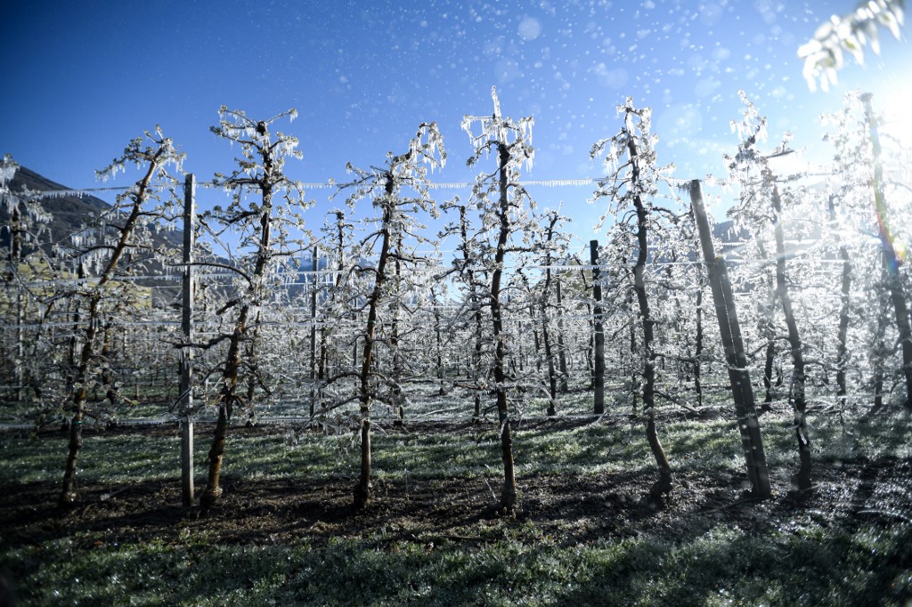 IN PHOTOS: Why Italian farms are freezing fruit trees to protect from frost