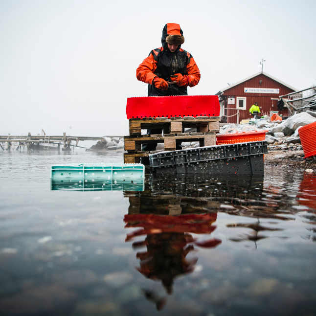 IN PICTURES: Meet Sweden's only female oyster diver - The Local