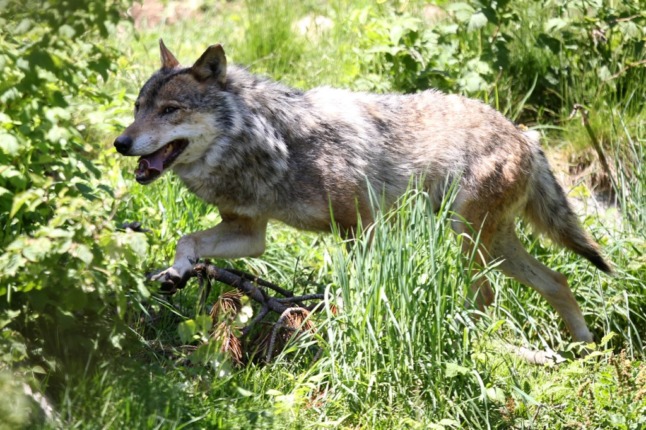 OPINION: 24 years after I first reported on wolves in France, they are ...
