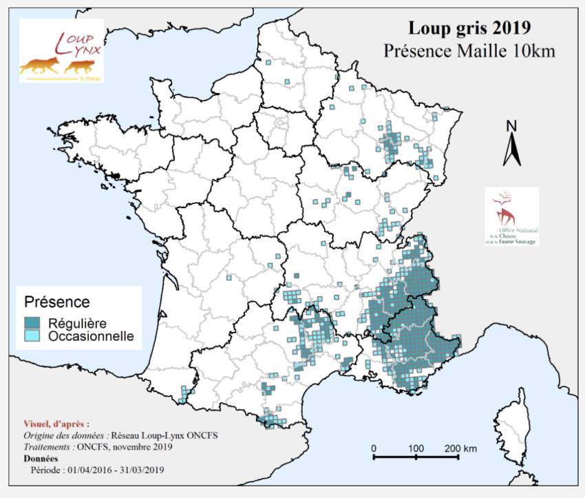 Wolves move in to northern France as population expands