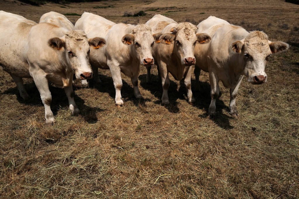 6 Of The Best French cow Phrases 6-of-the-best-french-cow-phrases