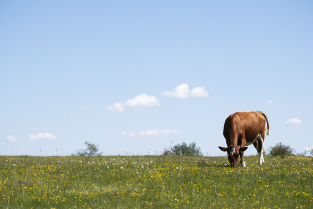 Swedish foodie secrets: How to find Sweden’s best semla