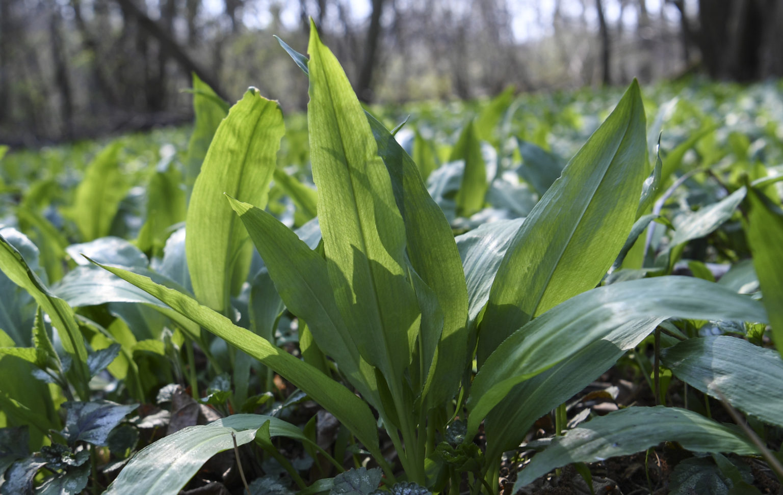 What’s the fuss about Sweden’s semla bun?
