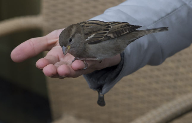 Ten words that sound prettier in German than in English