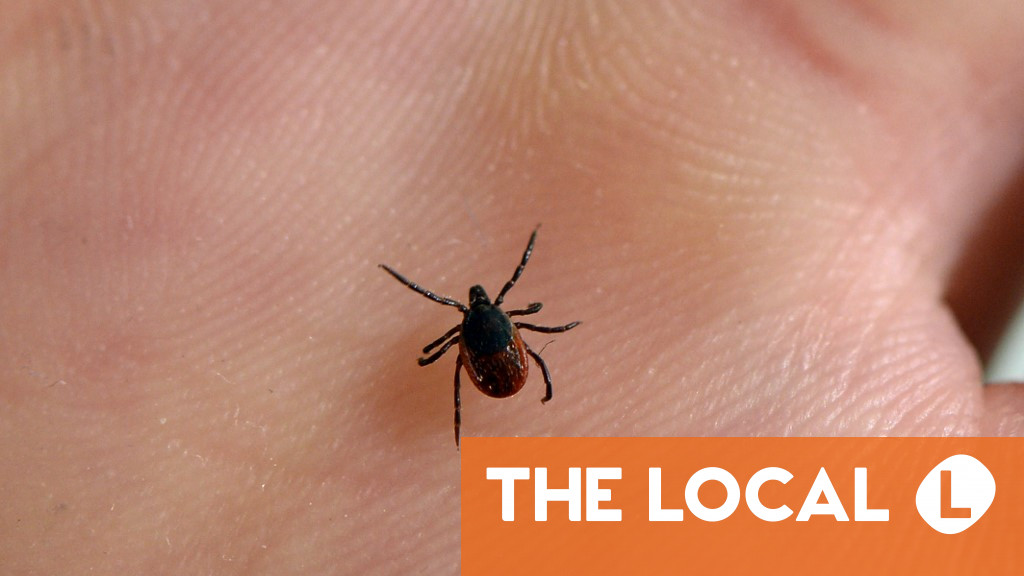 What You Need To Know About Ticks In Denmark And How To Avoid Them what-you-need-to-know-about-ticks-in-denmark-and-how-to-avoid-them