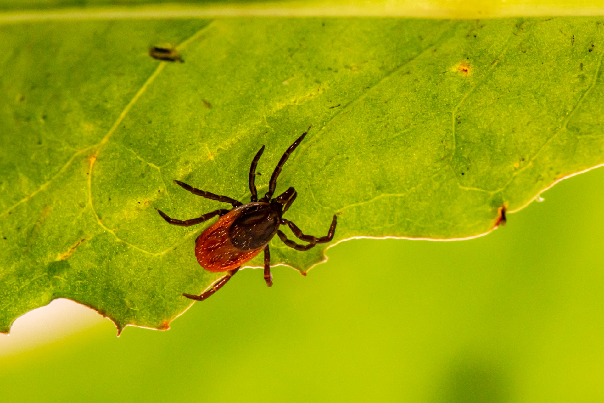 Ticks in Norway: Do I need to take a vaccine?