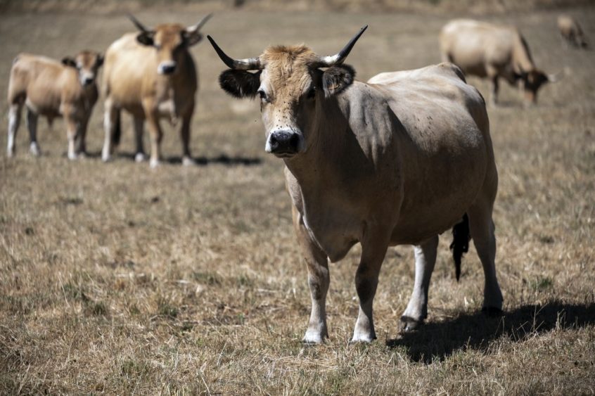 The Local – France’s News in English