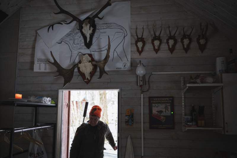 Emotions run high in Sweden’s biggest wolf hunt